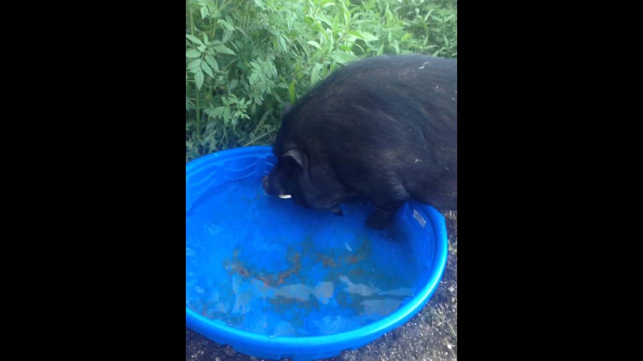 Pig vrs Baby Pool - YouTube