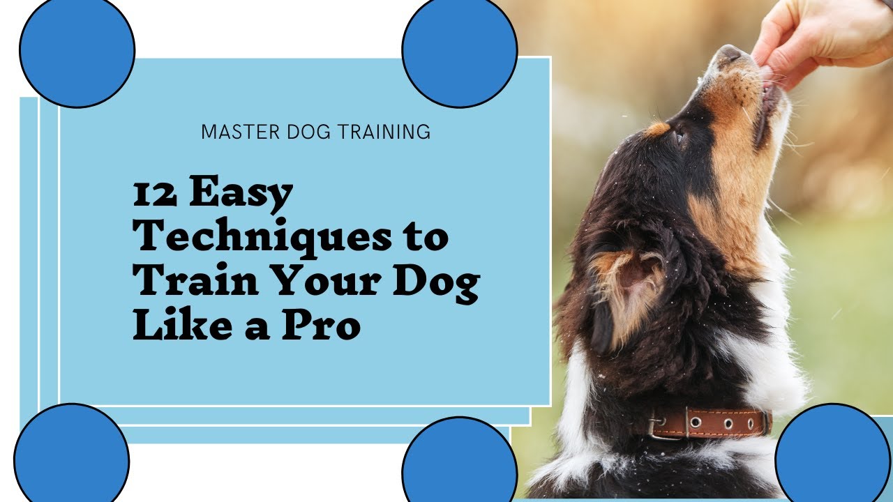 12 Easy Techniques to Train Your Dog Like a Pro - YouTube