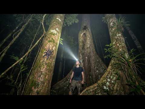 The Hardest Tarantula to Find in the World? (+ Giant Malaysian Earth Tiger)