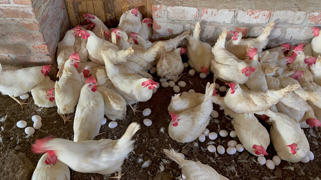 Hen Farming | Hen Farming Business | Hen Farm | Part 75 - YouTube