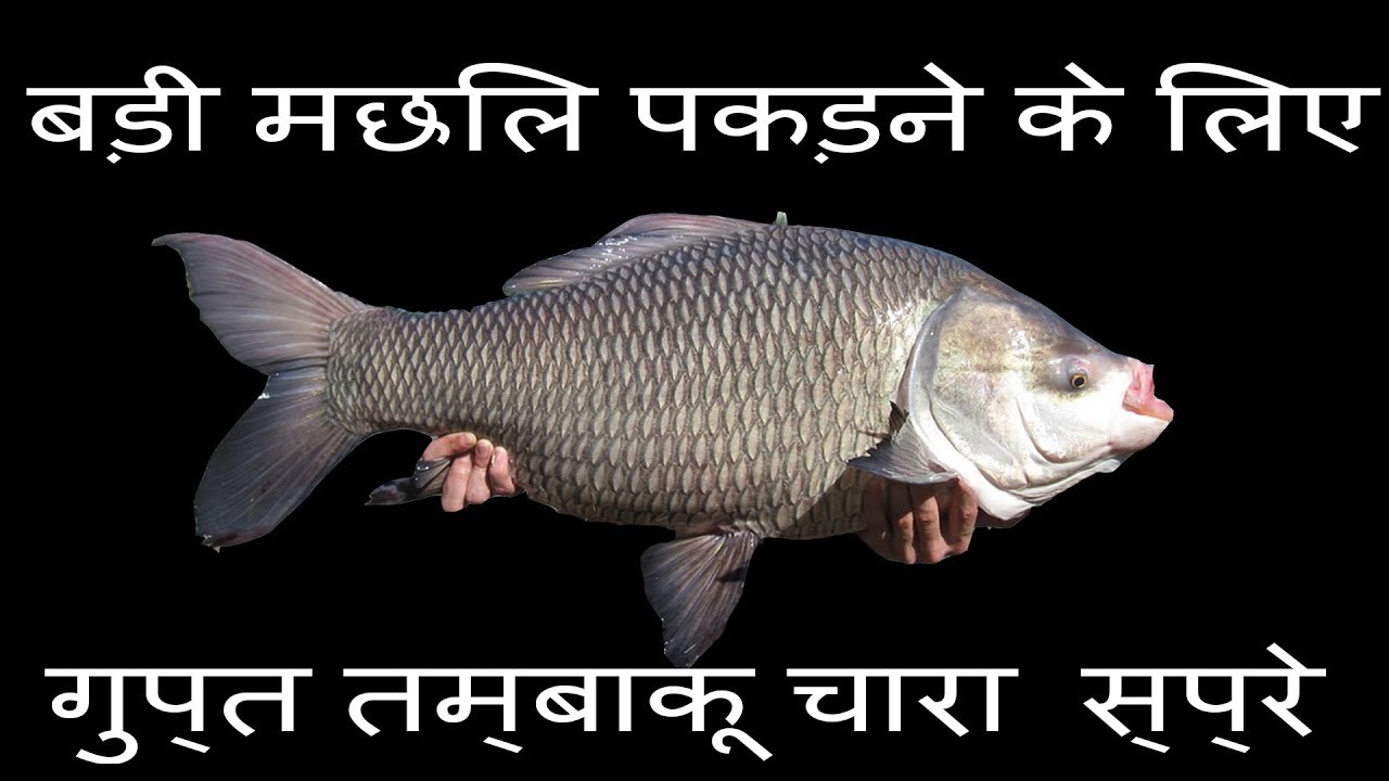 बड़ी मछलि पकड़ने के लिए गुप्त तम्बाकू चारा स्प्रेAmazing Fishing ...