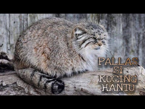 KUCING PALLAS | 6 Fakta Si Kucing Hantu Yang Langka dan Terancam Punah ...