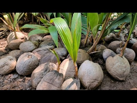 Como propagar COCO 🥥🏝️ - Germinar o Cultivar Planta de COCO - YouTube