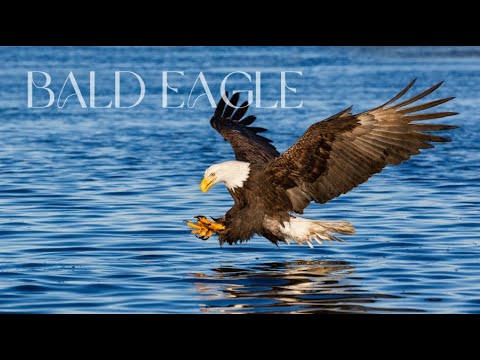 Bald Eagle: Rising to Success (full-screen, full audio track version ...