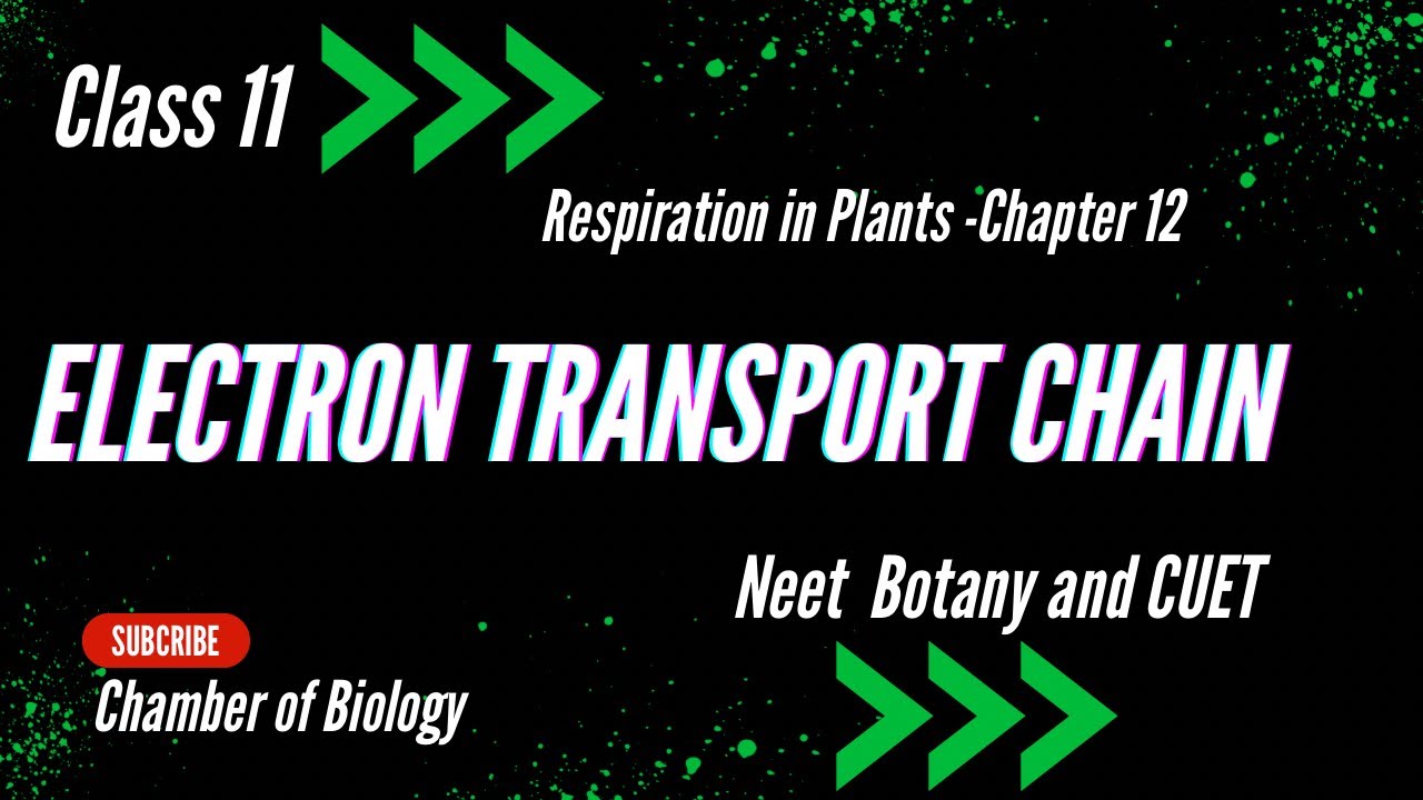 Electron Transpot Chain | Respiration in Plants | NCERT Biology | # ...