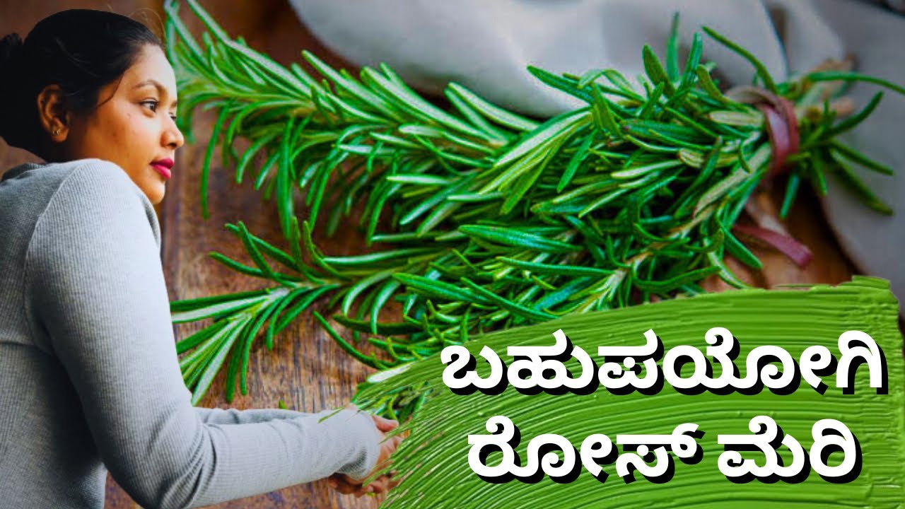 Rosemary uses and benefits| ಬಹುಪಯೋಗಿ ರೋಸ್ ಮೆರಿ| #rosemary - YouTube