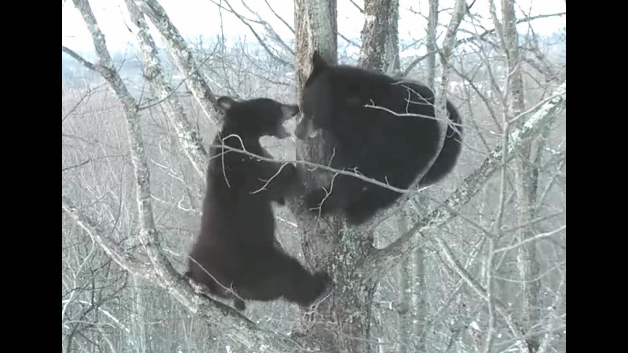 Yearlings and the Tree Tussle - YouTube