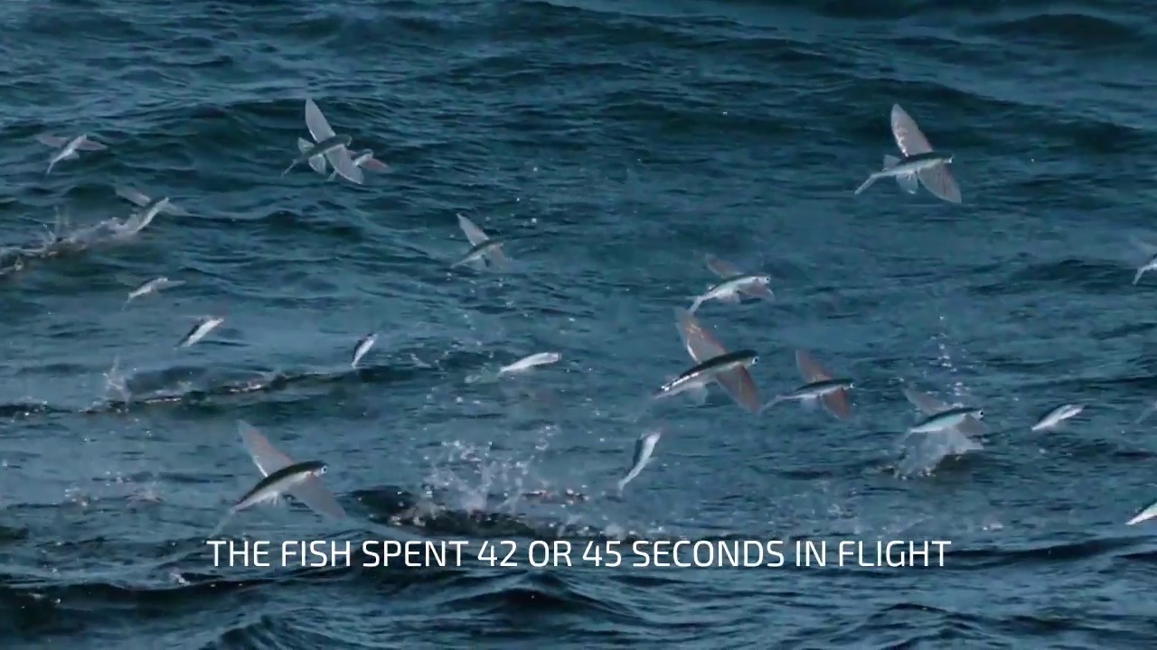FLYING FISH - YouTube