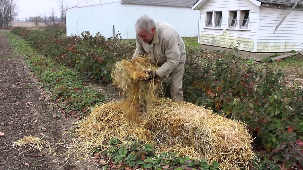 Mulching Strawberries | Indiana Berry - YouTube