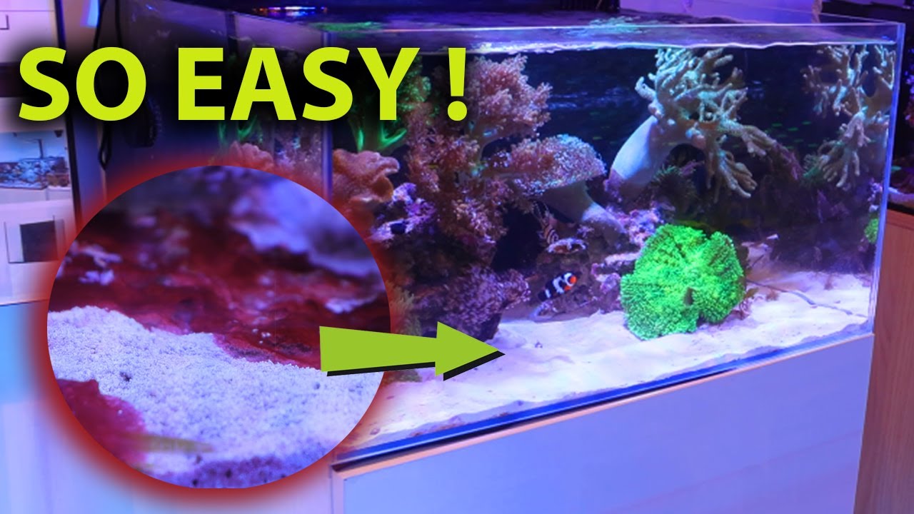 EASY trick to get rid of red cyano slime algae once and for all ! - YouTube