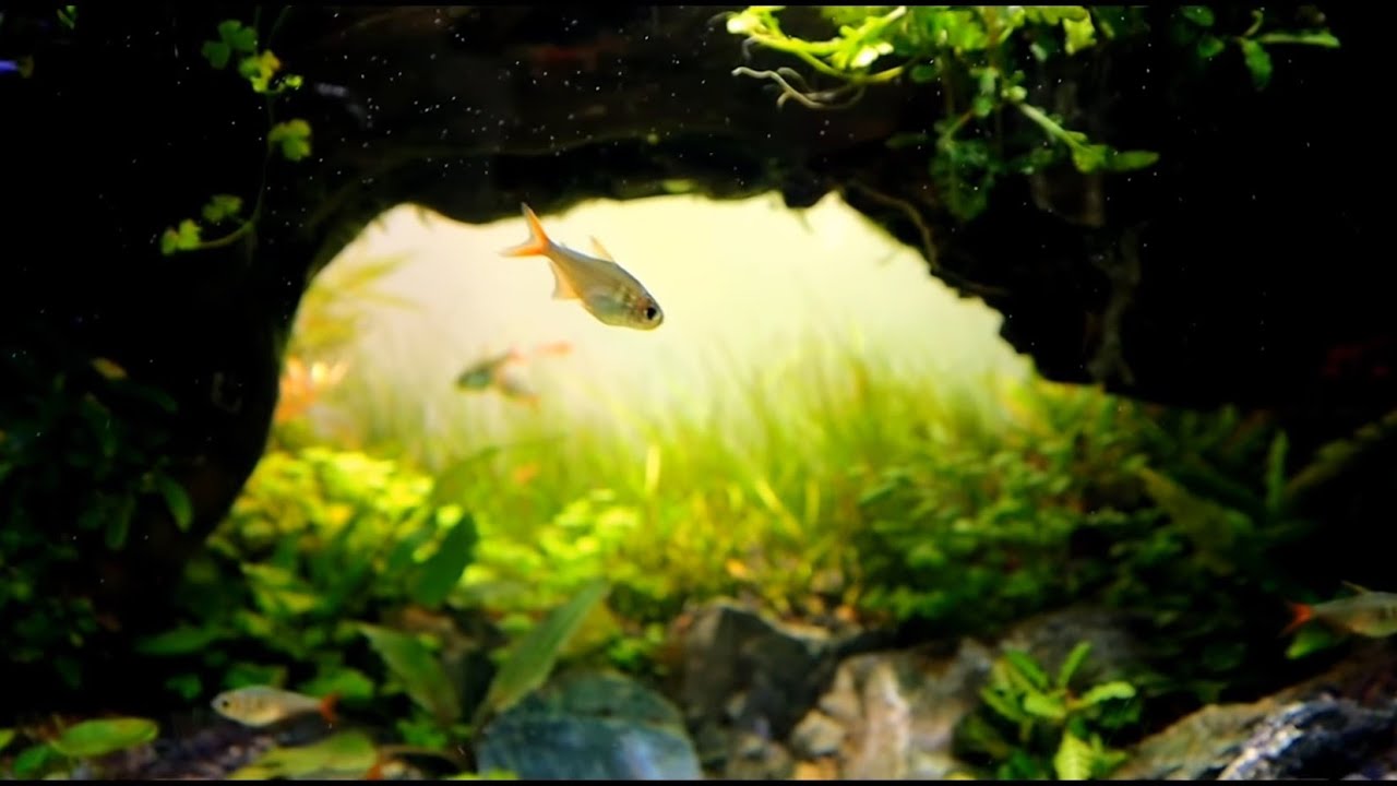 #195 Membuat Aquascape tema Natural - YouTube