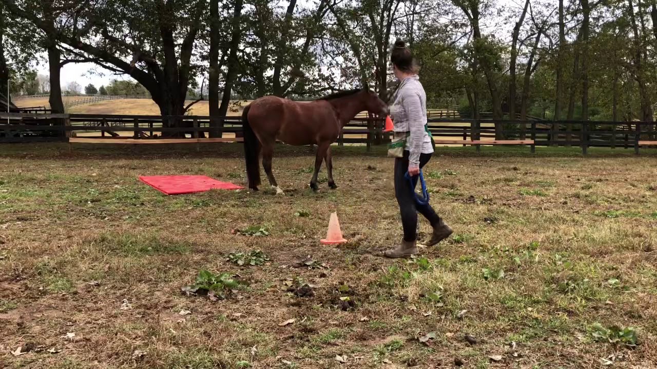 Clicker training a horse how to target cones positive reinforcement ...