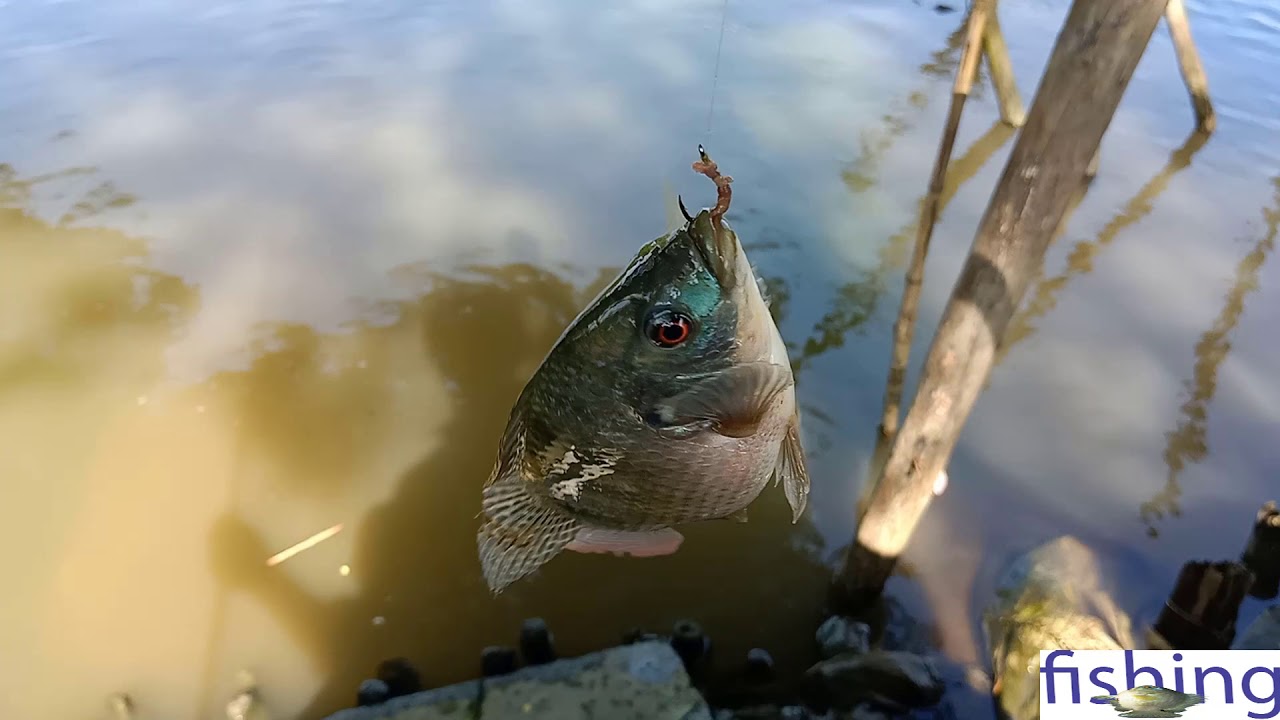 fish video New fishing video amazing fishing part 1 - YouTube