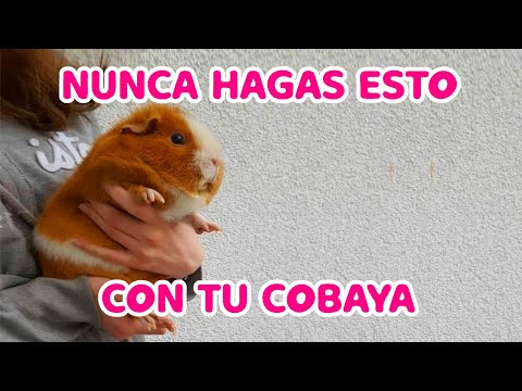 7 Cosas que NUNCA debes hacerle a tu CUYO