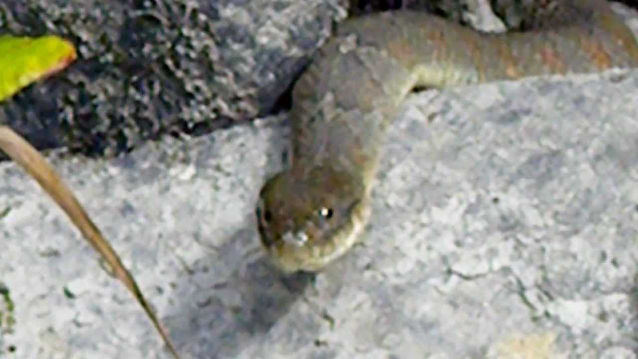 Snake Stare Down - YouTube