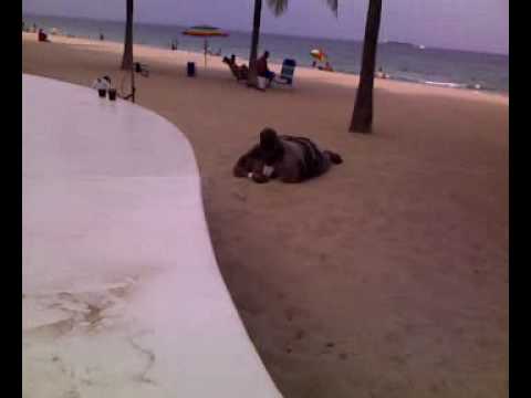fat man sings at ft lauderdale beach, part 2. - YouTube