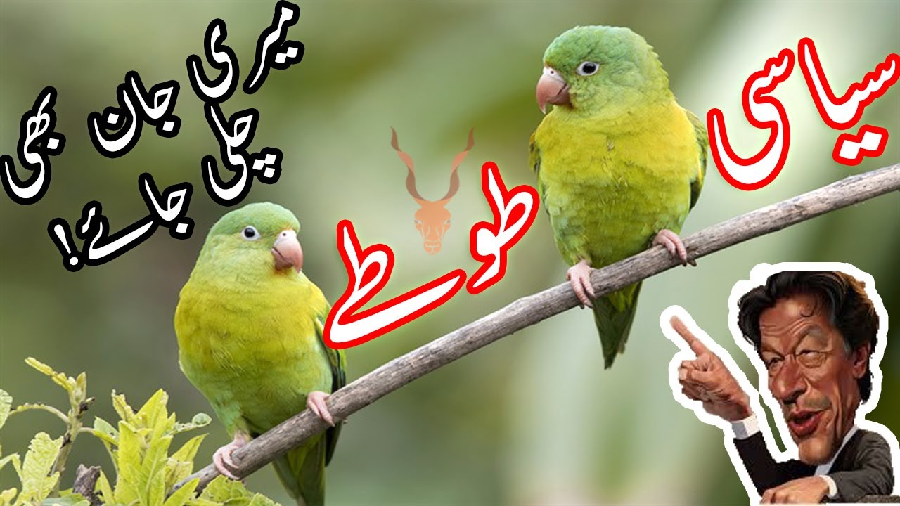 Syasi Tootay | Meri Jaan bhi chali Jaye | Funny Parody - YouTube