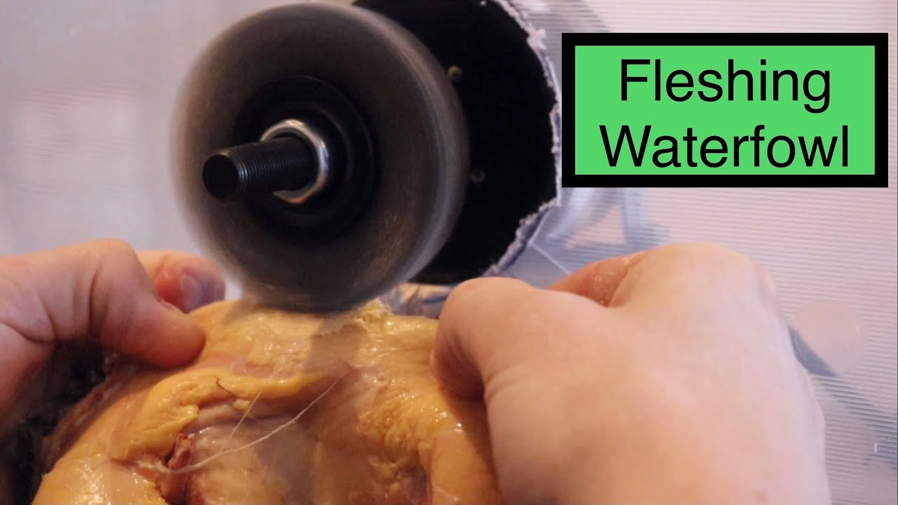 Waterfowl Taxidermy: How To Flesh A Bird - YouTube