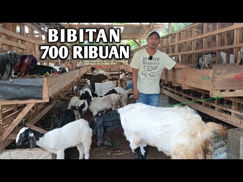 Harga Kambing Bibitan Full 700 Ribuan.. SIAP HANTAR - YouTube