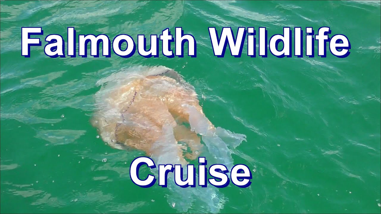 Falmouth Wildlife Boat Cruise May 2019 - YouTube