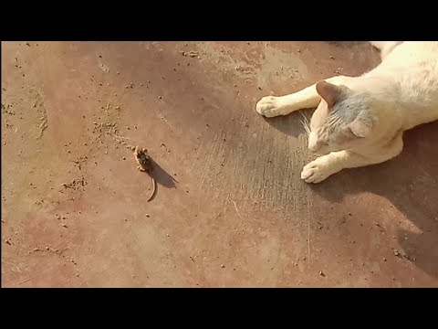 🐀🐀🐀🐭🐭बिल्ली चूहे का शिकार किस तरह  करती है  P