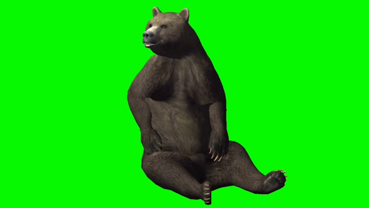 How to download african bear green screen HD video ! green screen ...