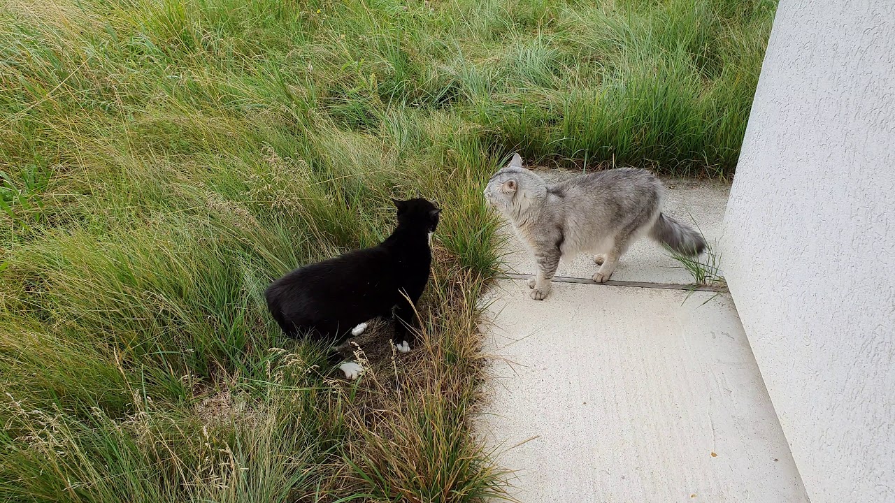 CATS YELLING AT EACH OTHER - Funny Conversation - YouTube