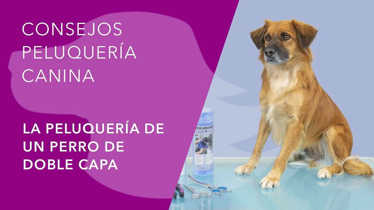 LA PELUQUERÍA DE UN PERRO DE DOBLE CAPA - YouTube