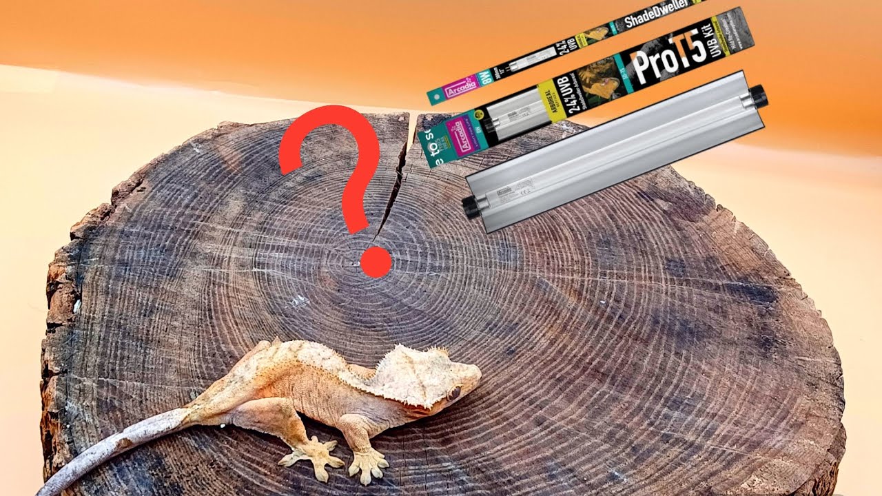 UVB, does your crested gecko need it ? - YouTube