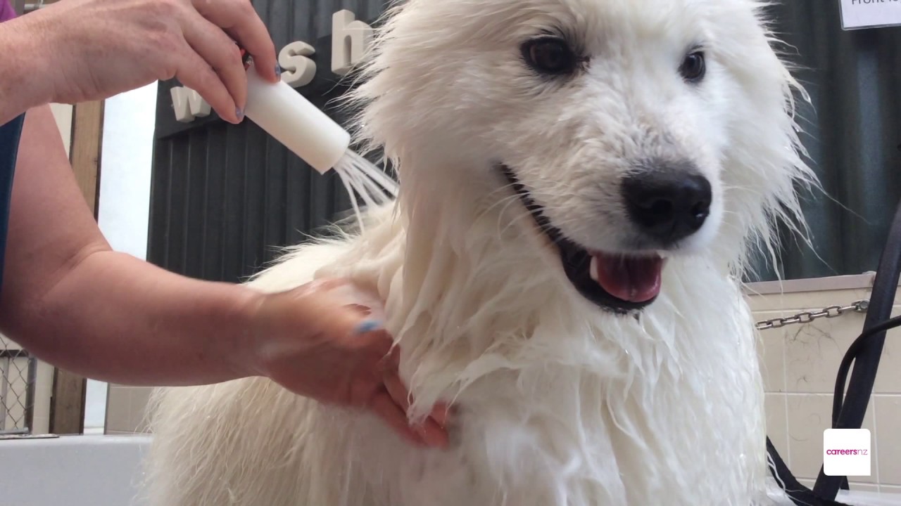 Pet Groomer - A day in the life - Kids & Pets Channel - YouTube