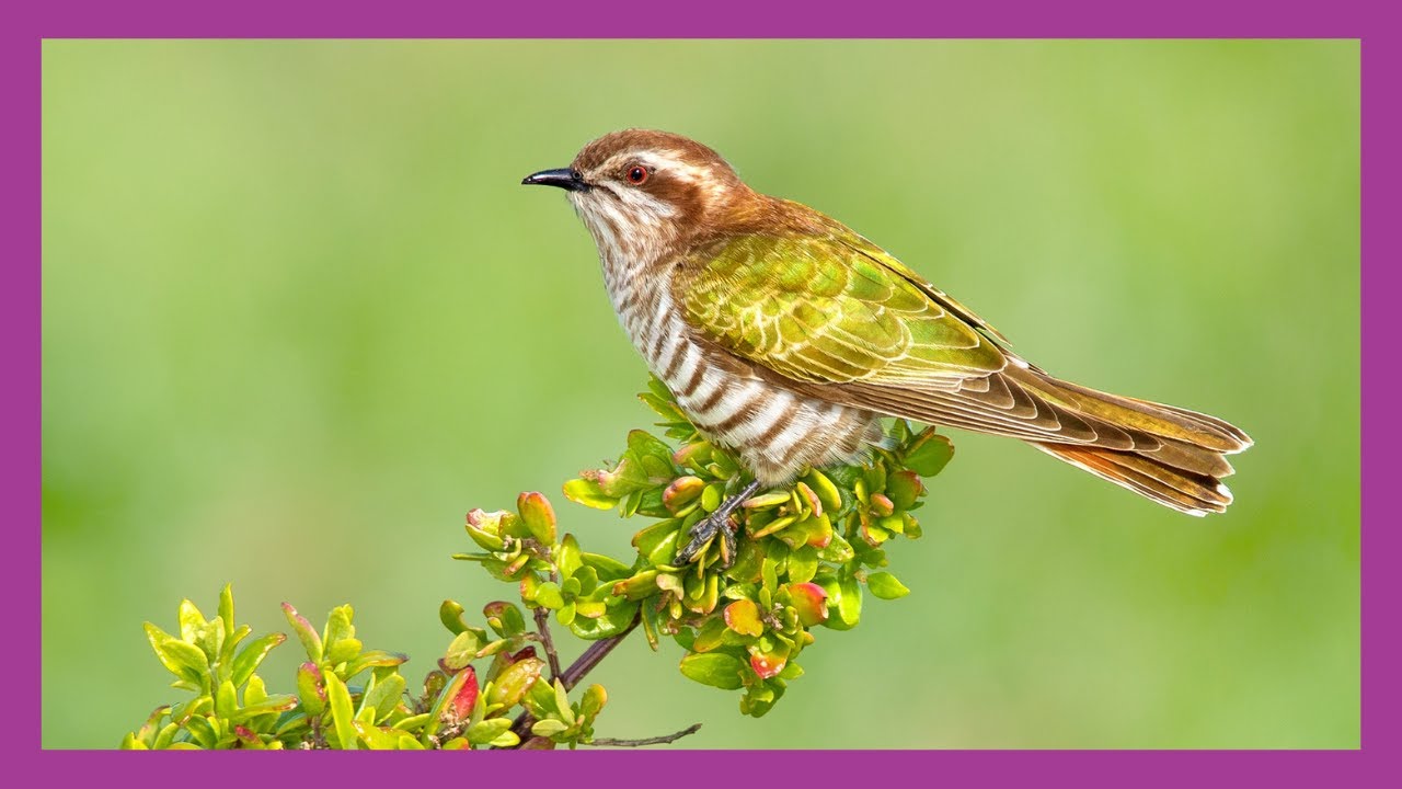 Cuckoo Birds: Brood Parasitism - YouTube