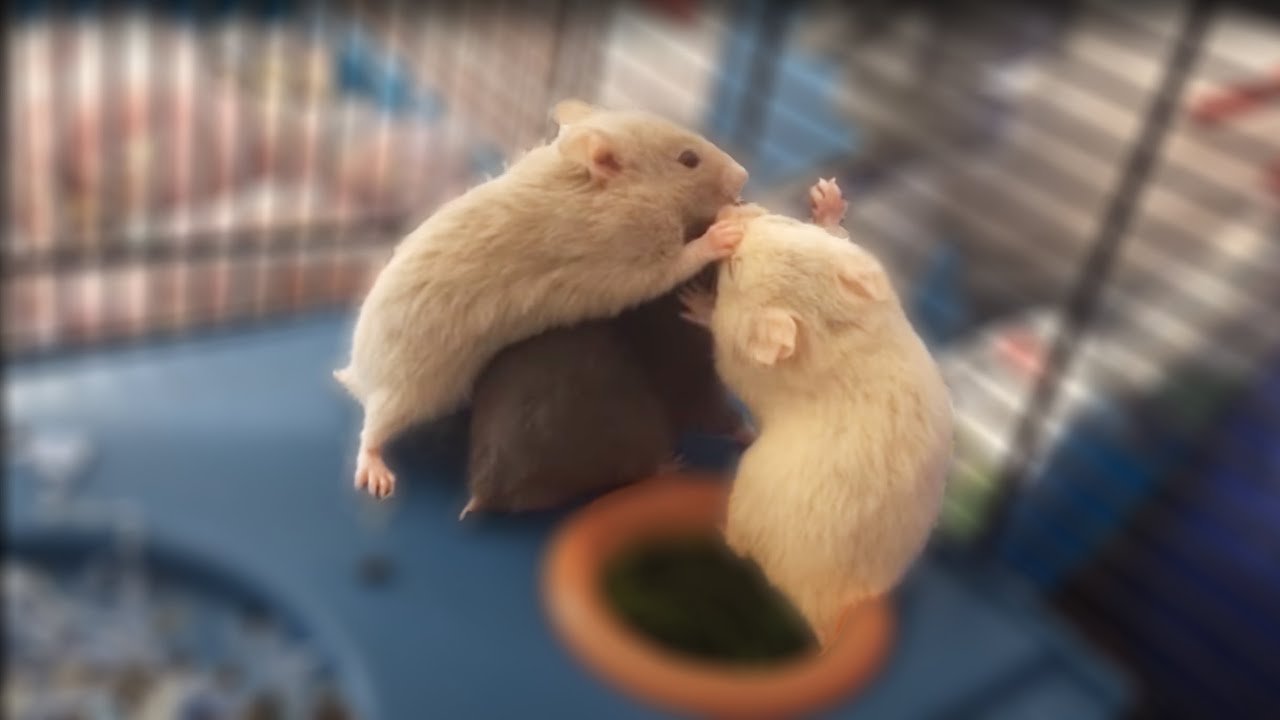 Hamster Babies Fighting for Water - YouTube