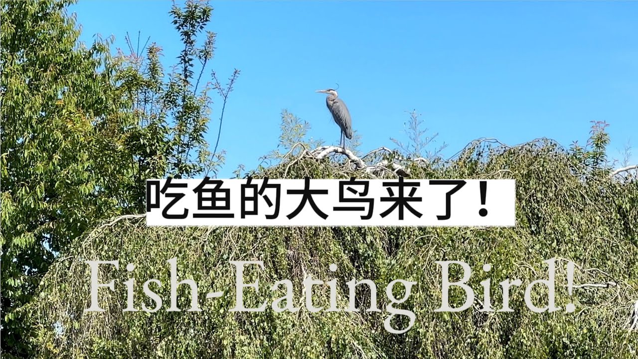 Here Comes the Fish-Eating Bird｜Silent tracks｜Great Blue Heron｜Canada ...