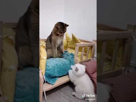 Lovely cat video.Sevimli pişik videolari.Qisa eylenceli video.Vatsap qisa video.Tik tok video