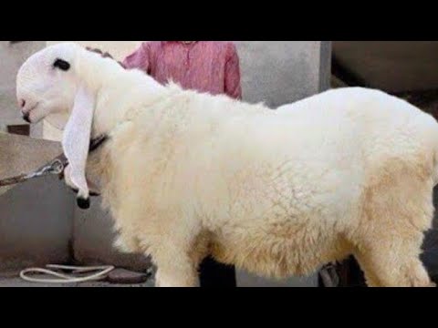 Pure Pakistani Kajla In Mumbai | Abdullah And Musa Goats. - YouTube