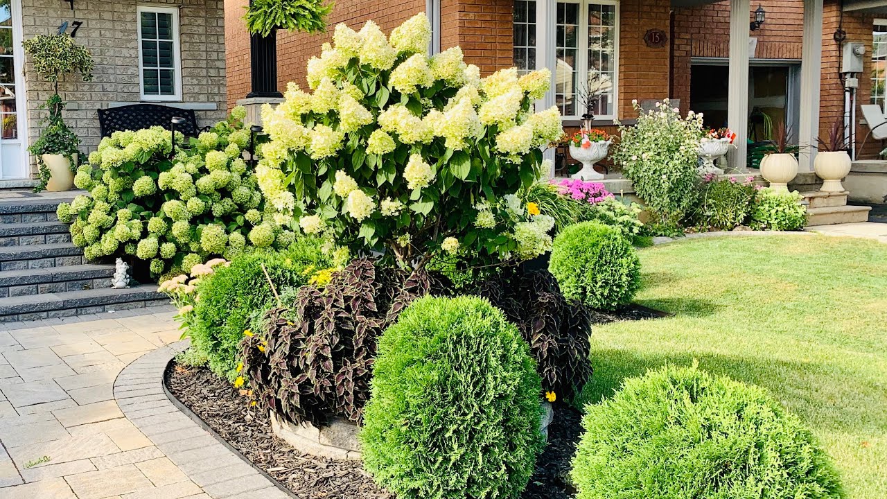 Pinky Winky Hydrangea Tree