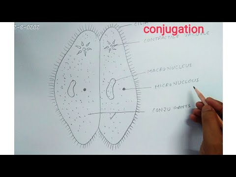 how to draw paramecium conjugation - YouTube