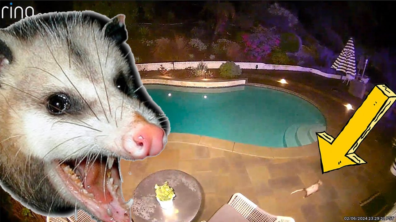 Opossum Goes For a Swim (Caught on Ring Cam) - YouTube