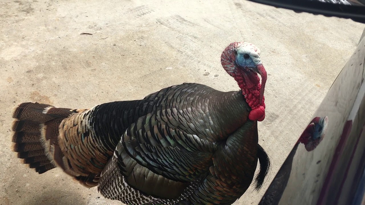 Will Tom The Turkey Eat Birdseed and Treats? Tome Gets Really Close ...