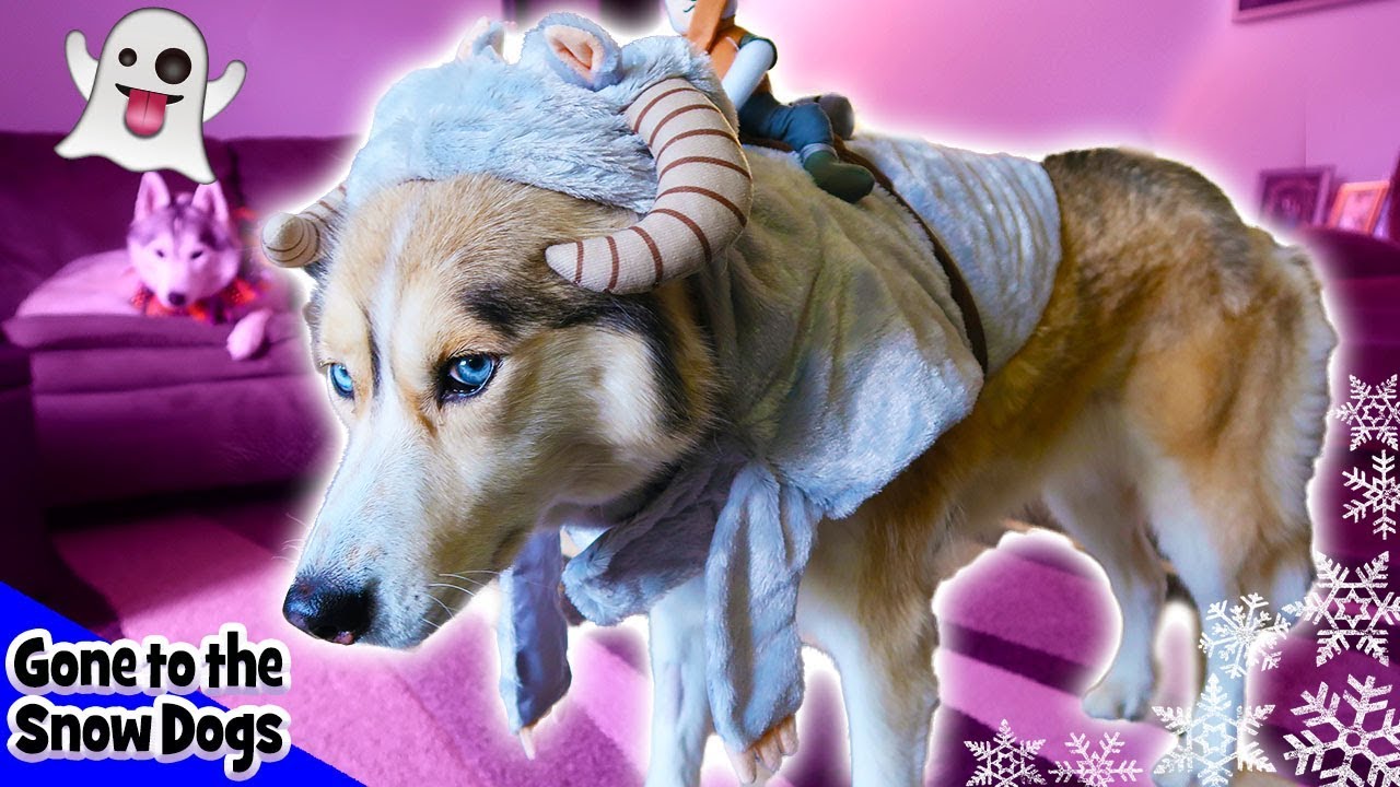 Funny Dogs in Halloween 2017 Costumes | Frozen Shelby the Husky - YouTube