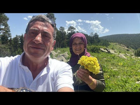 ERZURUM ŞENKAYA PİNDİK YAYLASI SARIGÜNEY MEVKİSİNDEN DOĞAL TABİAT ORMAN MANZARA ÇEKİMİ…01.07.2024