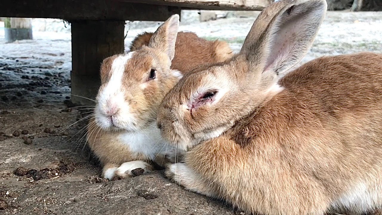 Rabbits in love with each other - YouTube