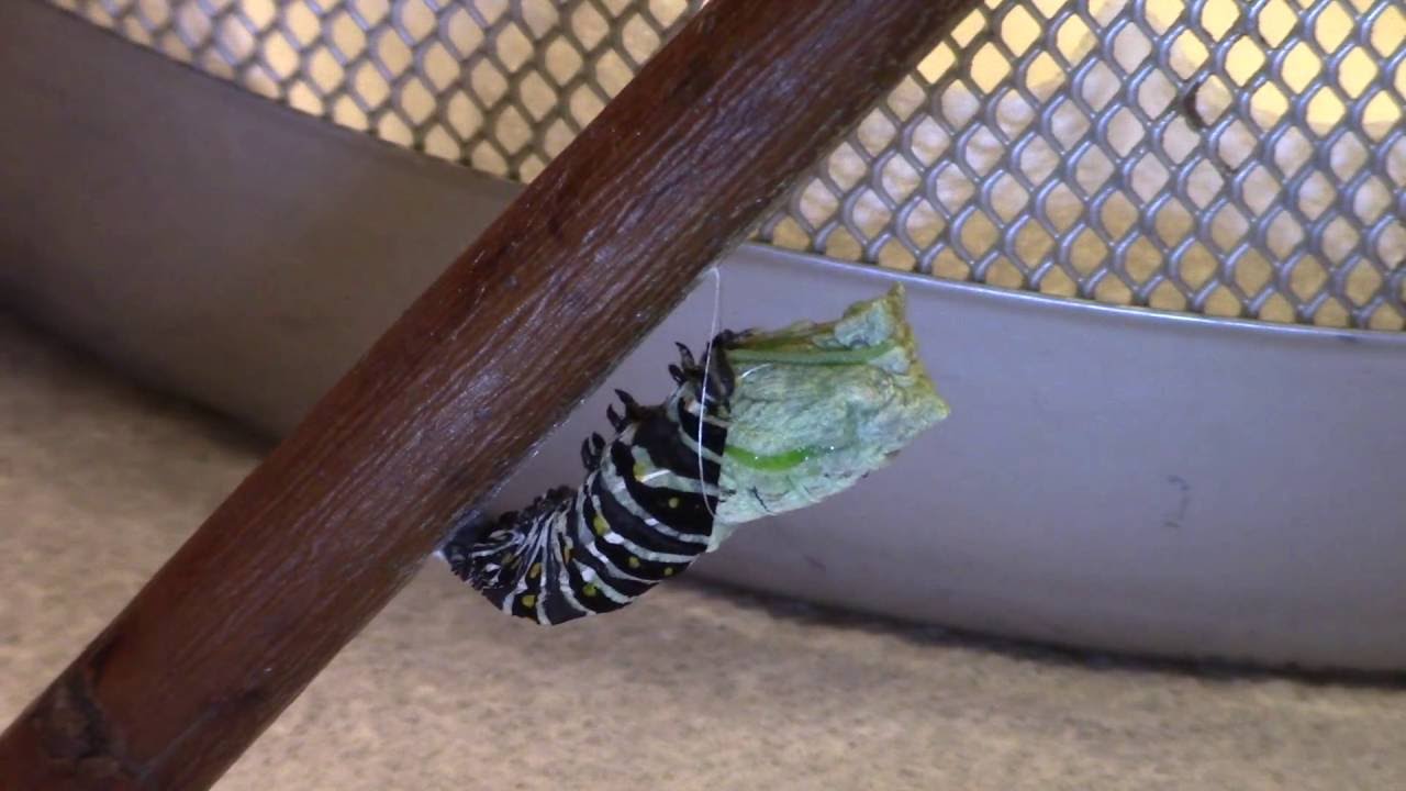 Black Swallowtail Butterfly Chrysalis - YouTube