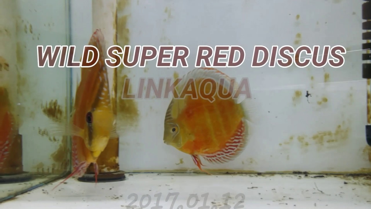 WILD SUPER RED DISCUS - YouTube
