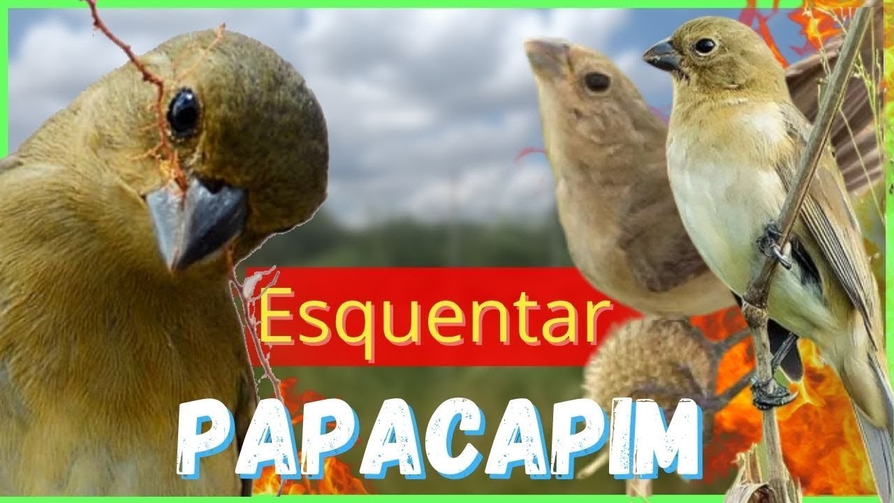 Piado de Fêmea de Papa capim para Esquentar papacapim com Piado de ...