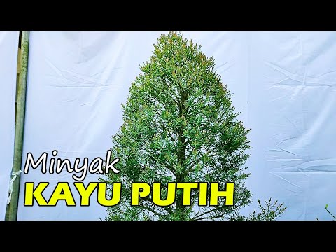 BONSAI MINYAK KAYU PUTIH KONTES