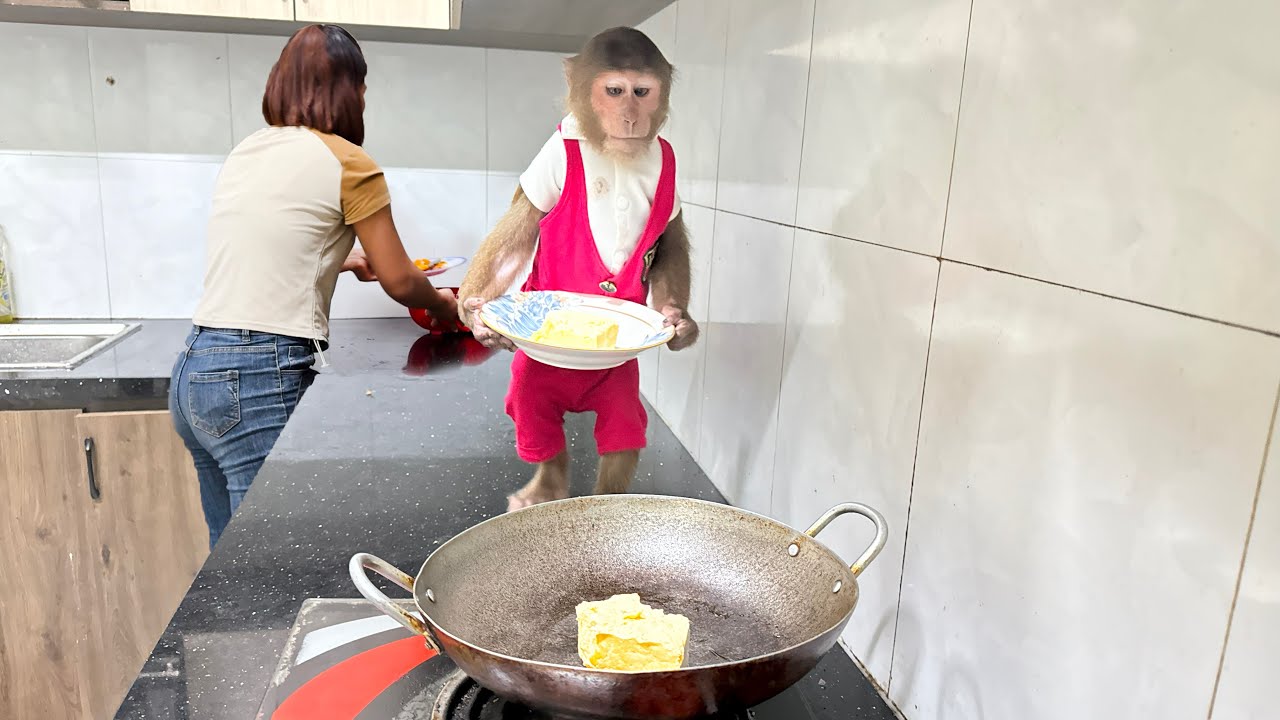 Super Smart! Cutis Fill Hungry Stomach In The Most Special Surprising ...