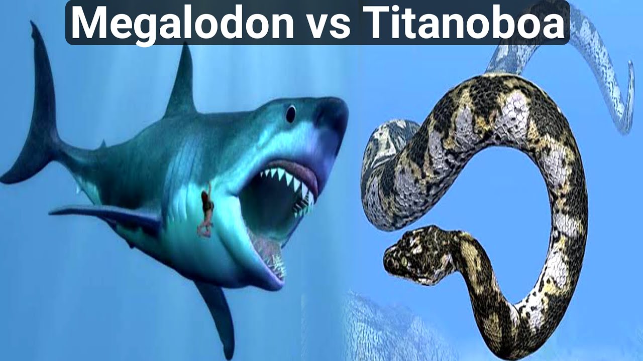 Megalodon VS Titanoboa | क्या होगा जब सबसे बड़ी शार्क भिड़ेगी सबसे बड़े ...