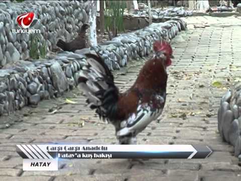 ÇARŞI ÇARŞI ANADOLU HATAY 1