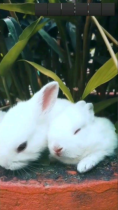 Hopping into Nature: The Enchanting World of Rabbits🐇 - YouTube